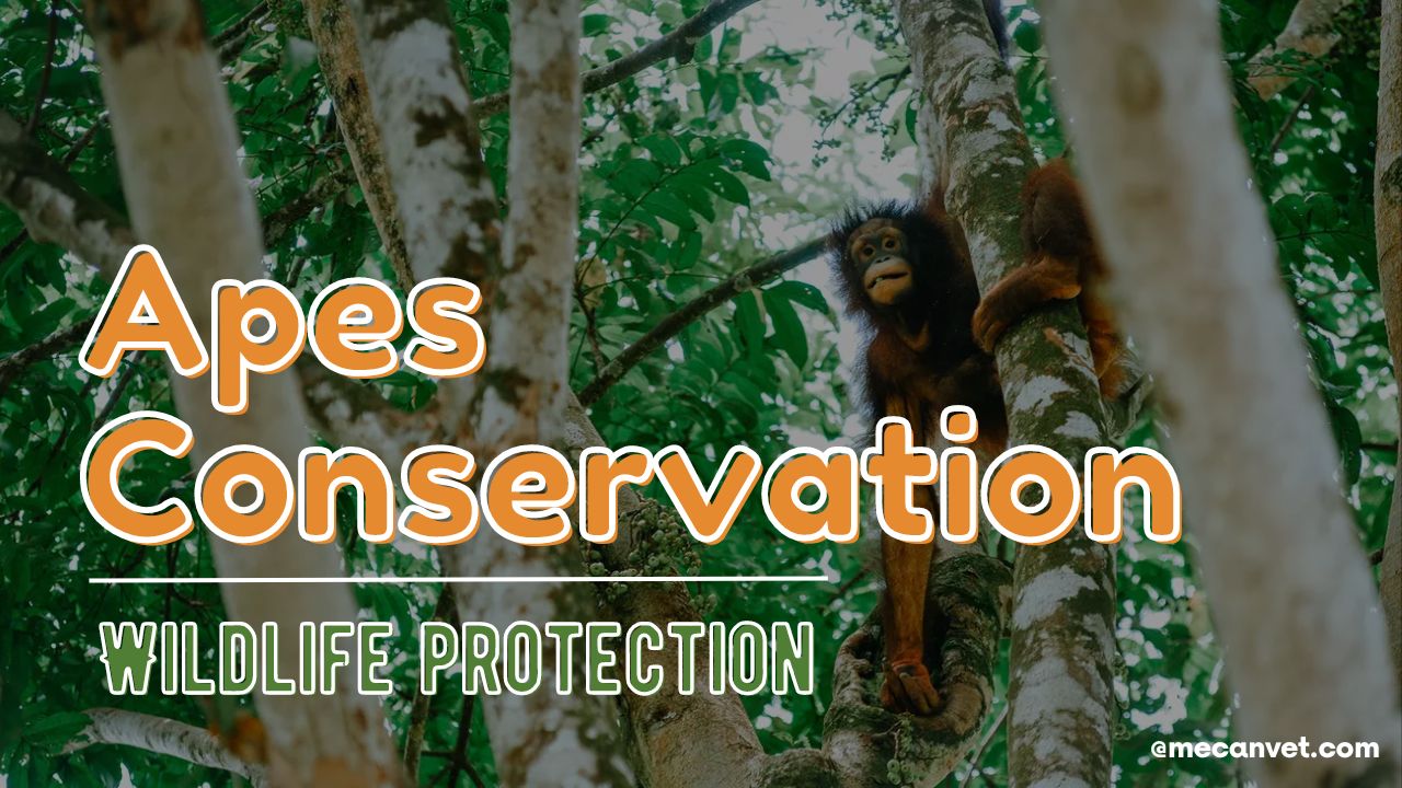 Preserving the Precious: A Call to Action for Ape Conservation